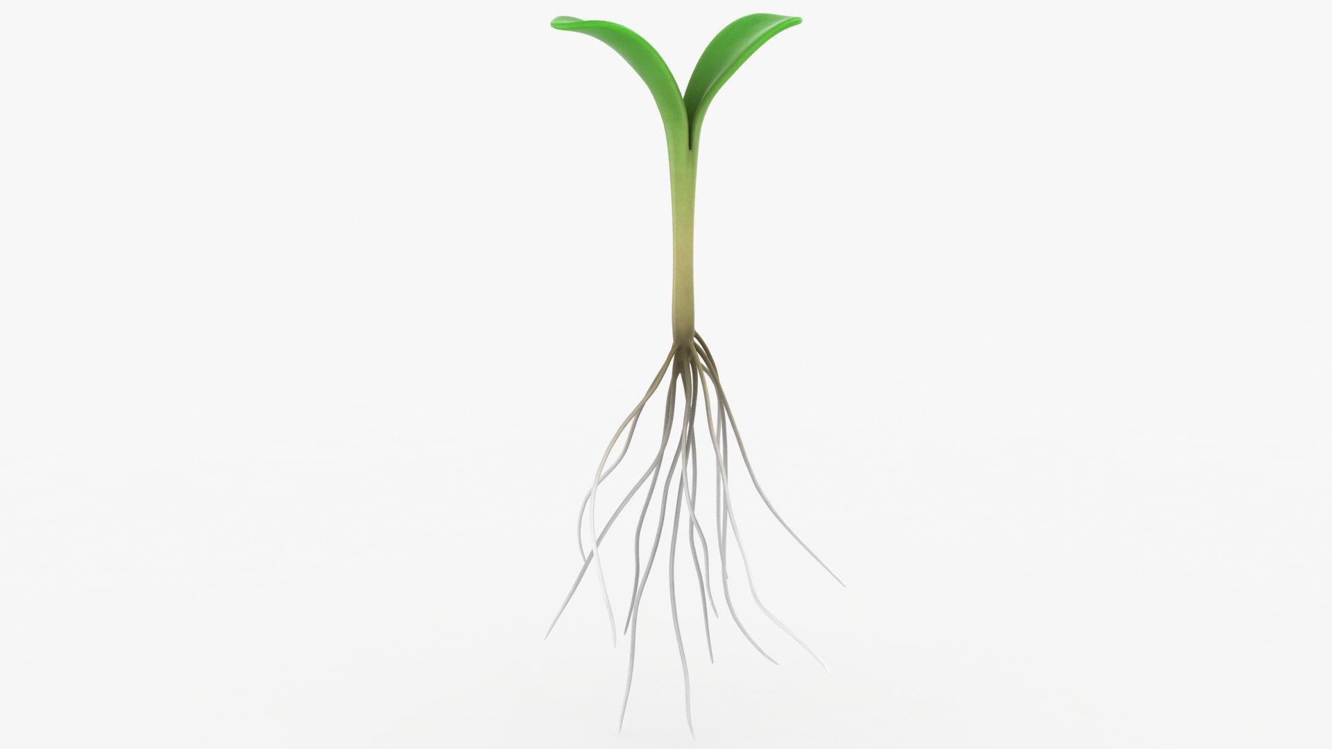 3D Model Plant Roots - TurboSquid 1657225