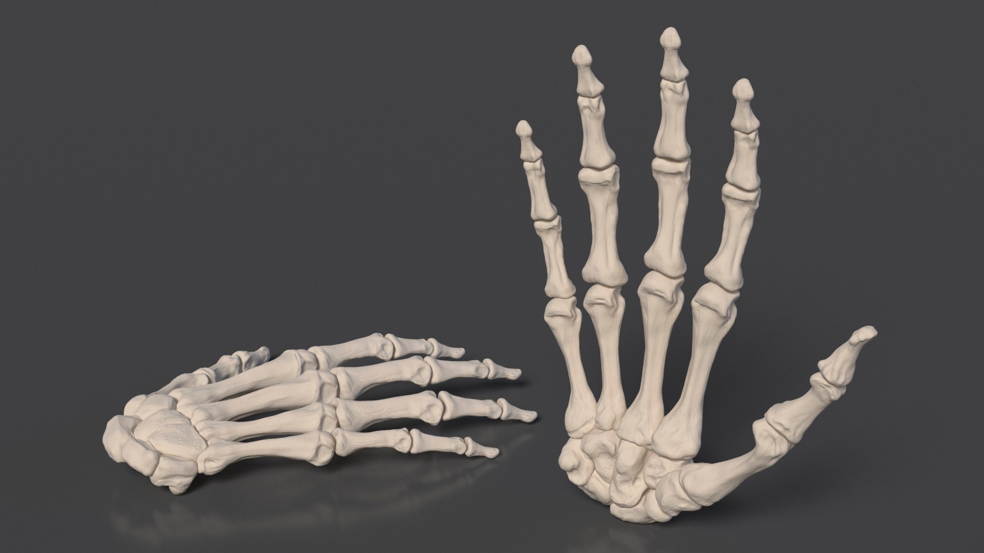 Human Hand Skeleton 3D - TurboSquid 2386045
