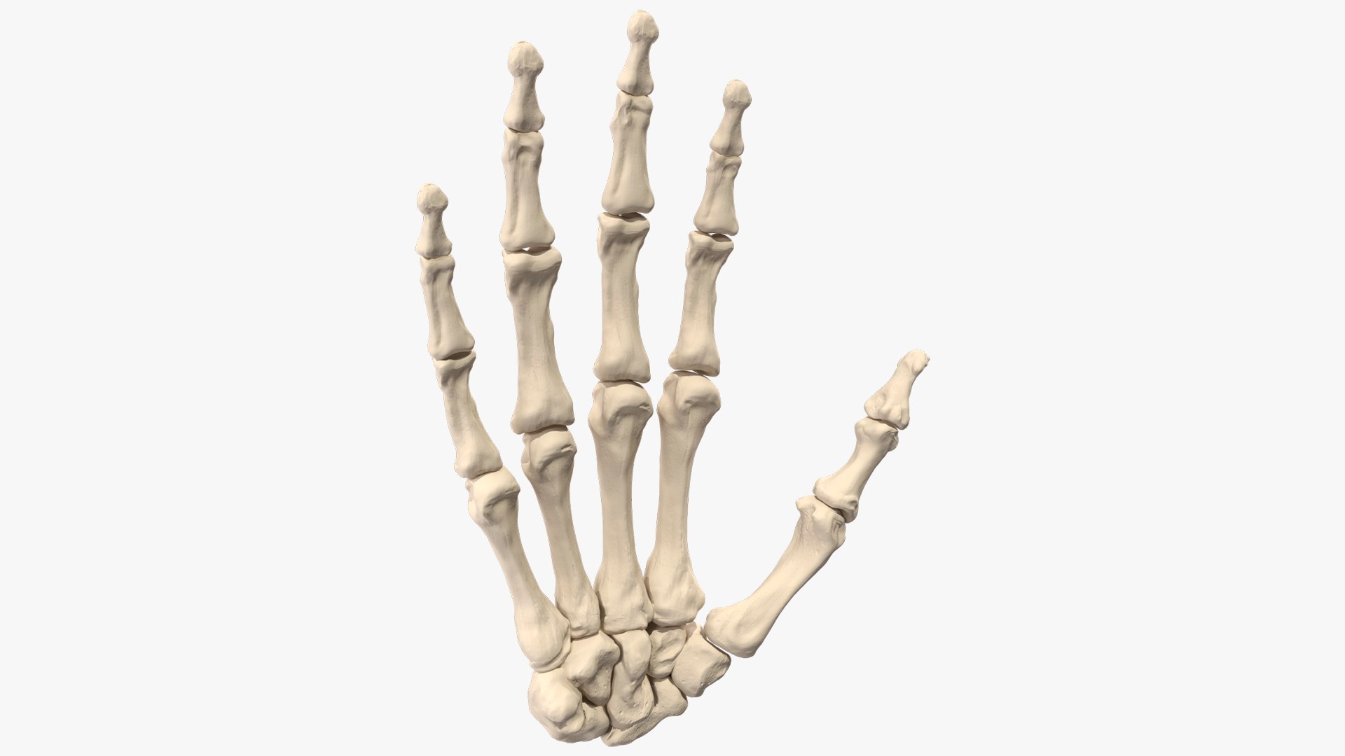 Human Hand Skeleton 3D - TurboSquid 2386045