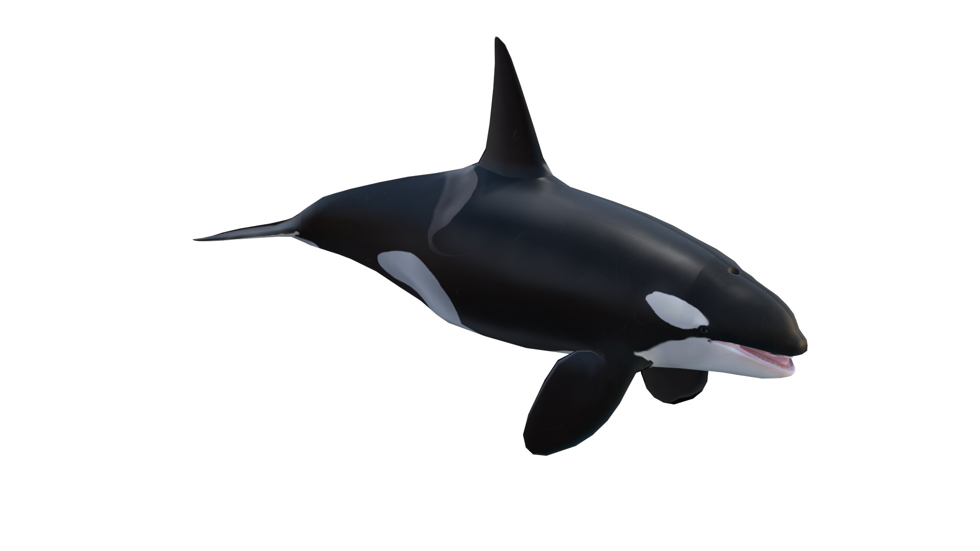 3D Orca Animal 3D Model - TurboSquid 2313609