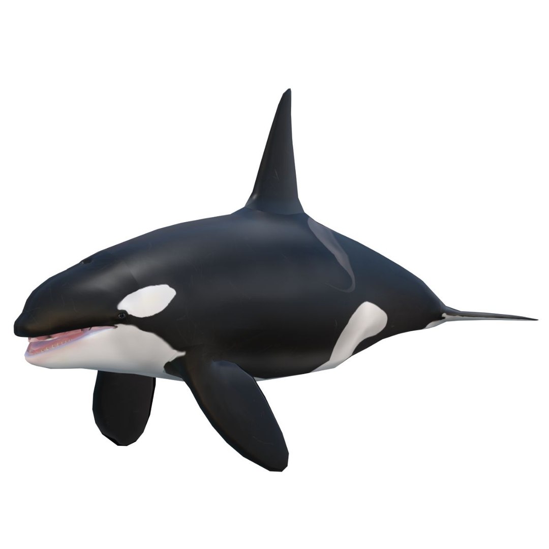 3D Orca Animal 3D Model - TurboSquid 2313609