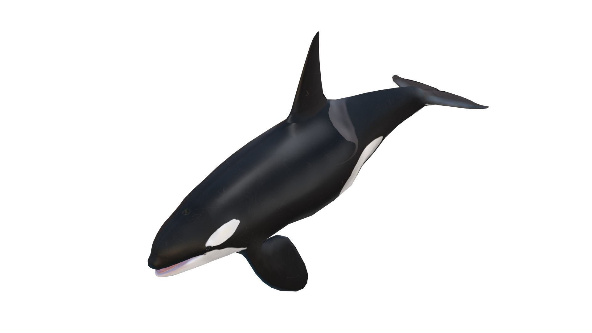 3D Orca Animal 3D Model - TurboSquid 2313609