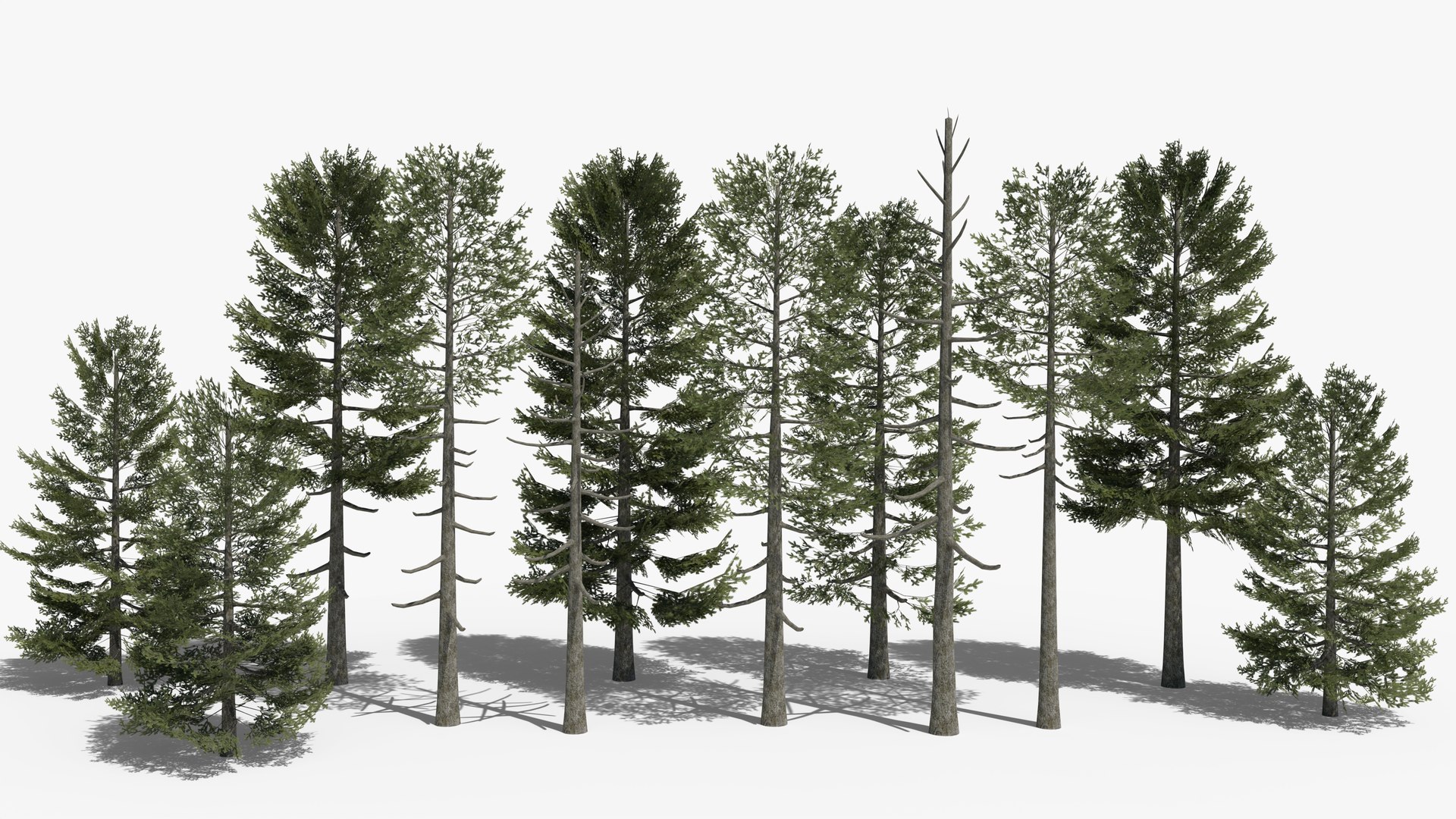 3D Pine Collection - TurboSquid 2145271