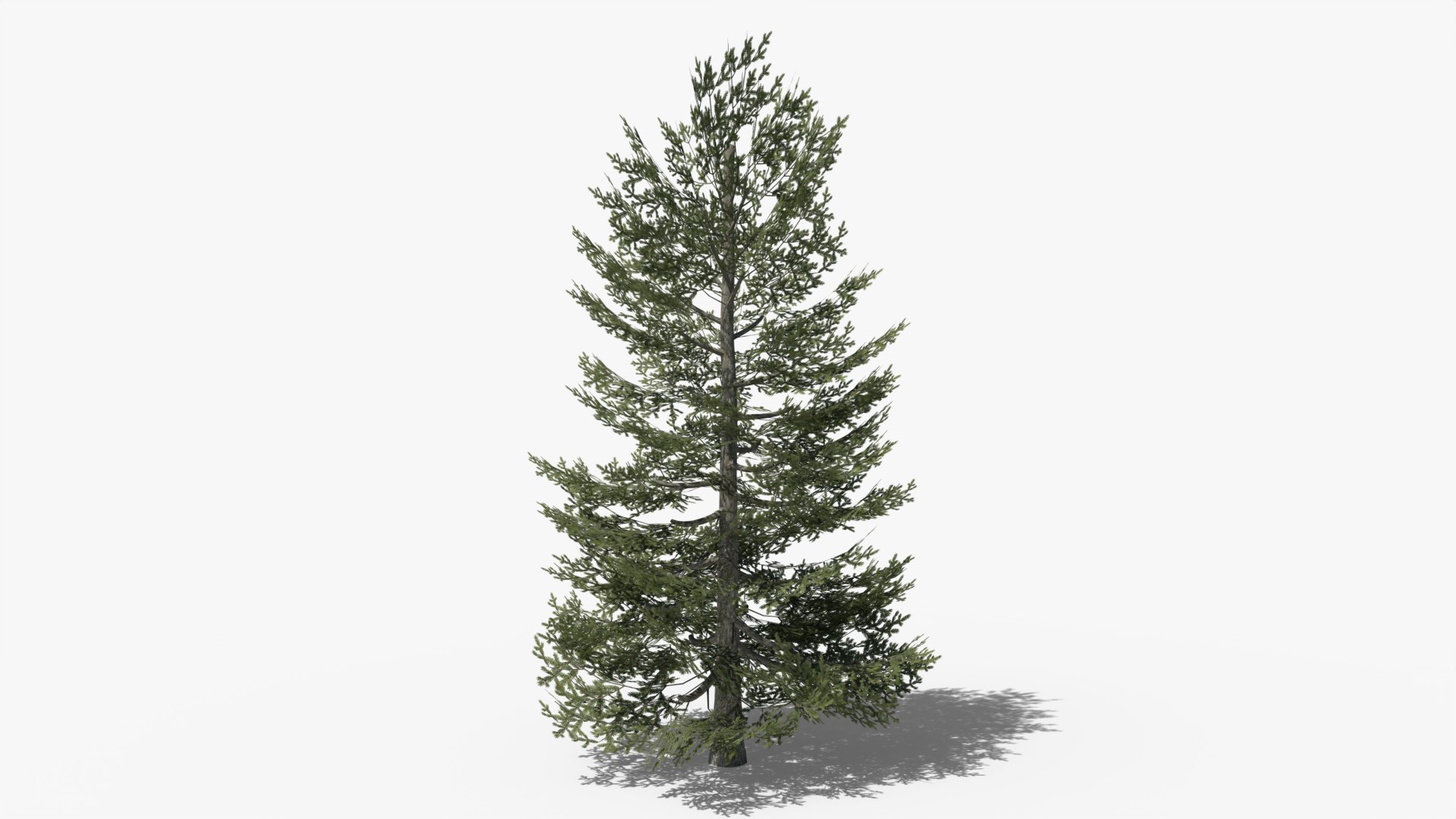 3D Pine Collection - TurboSquid 2145271