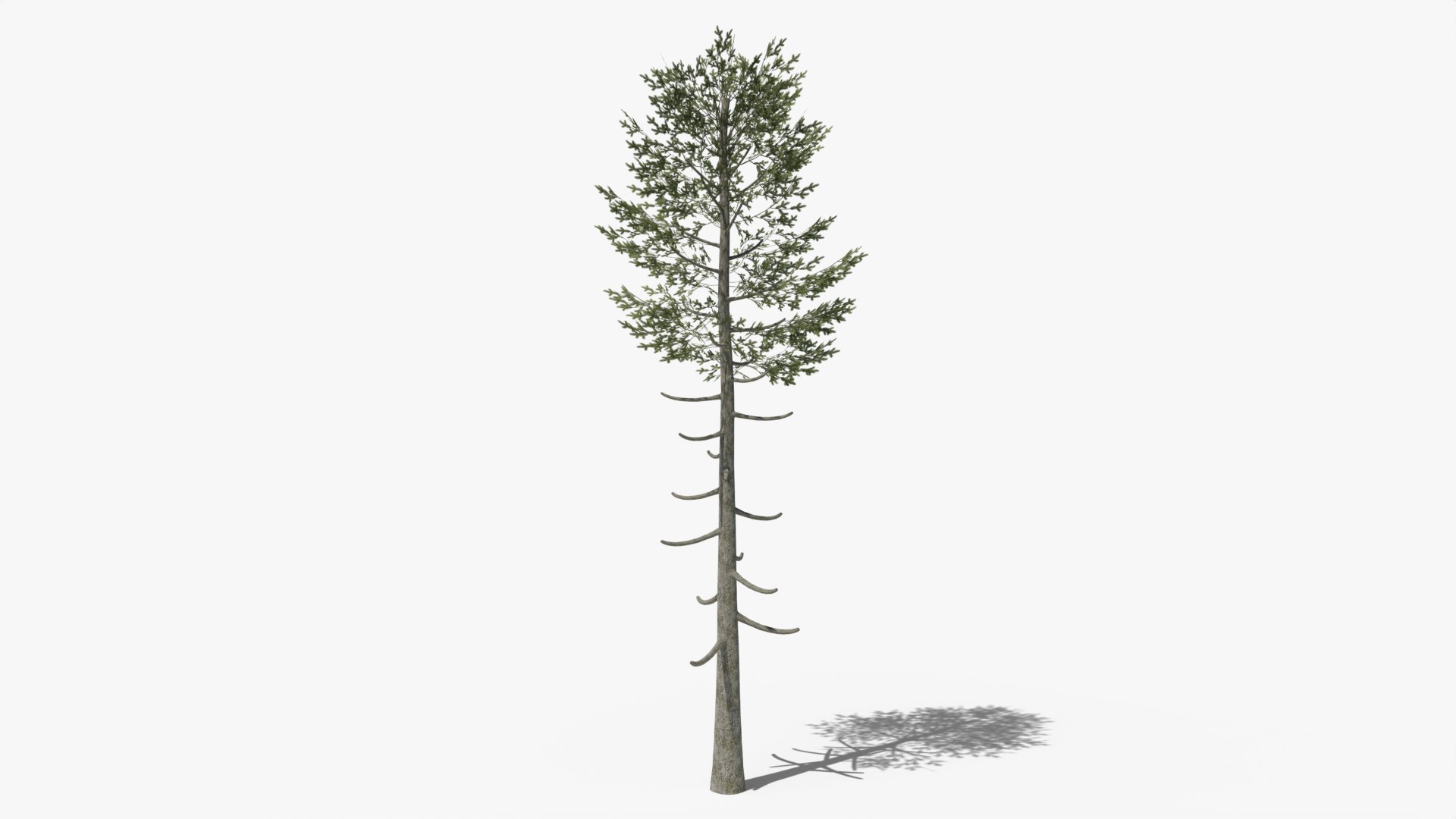 3D Pine Collection - TurboSquid 2145271