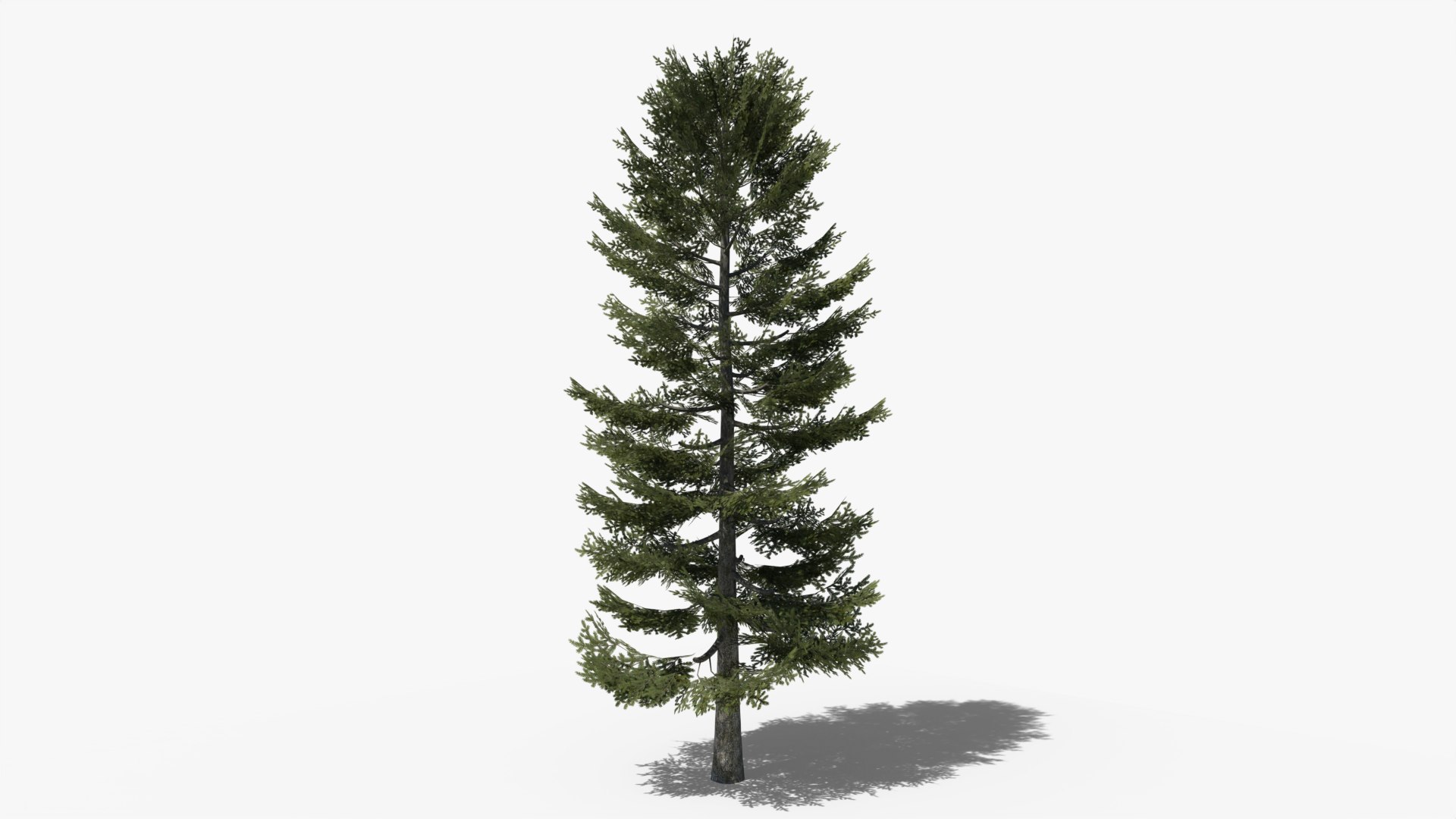 3D Pine Collection - TurboSquid 2145271
