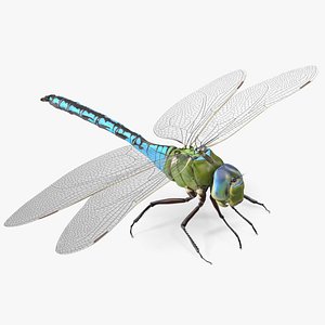 Dragonfly Rigged For Maya 3D Model - TurboSquid 1994070