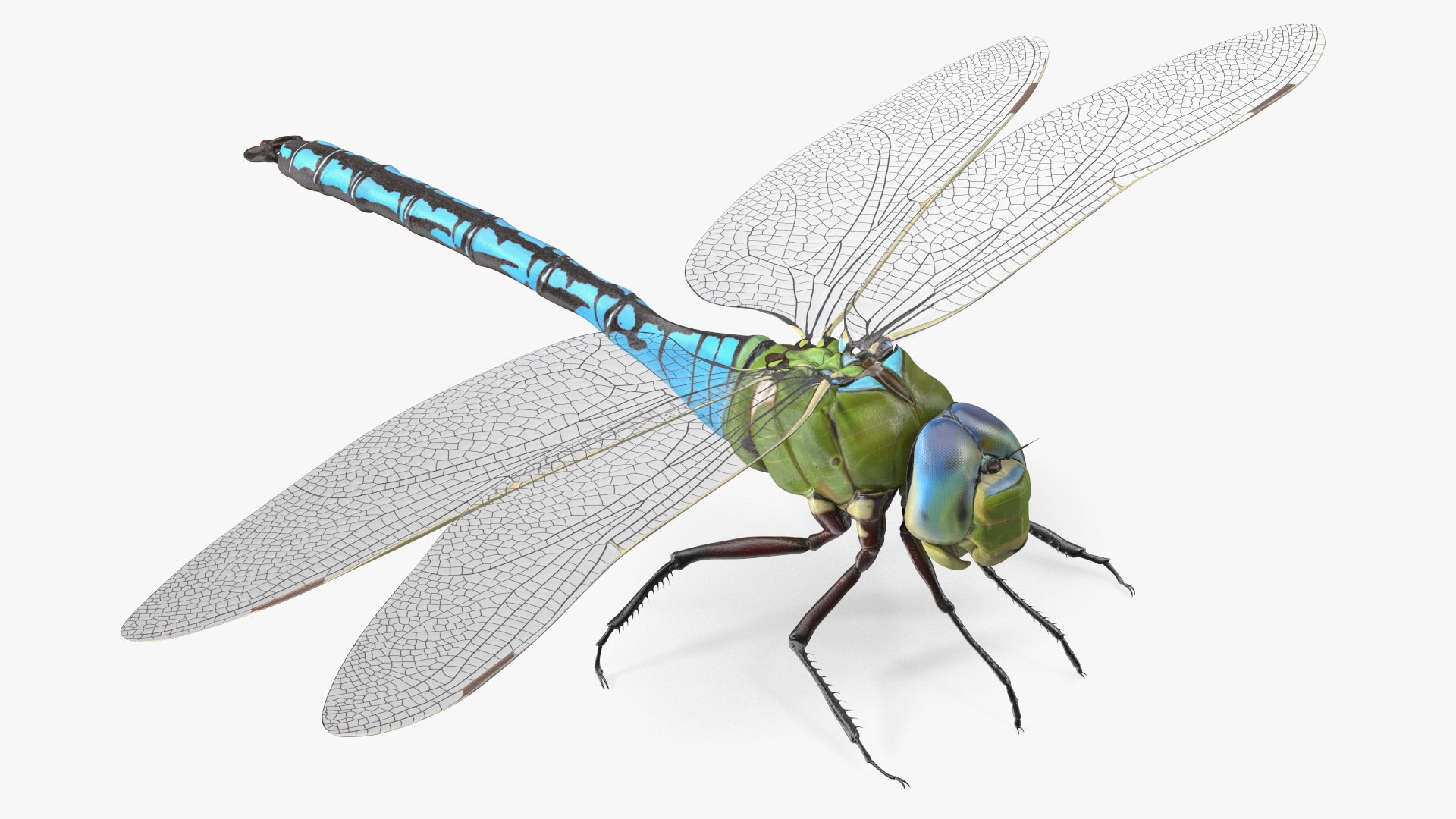 Dragonfly model - TurboSquid 1981798