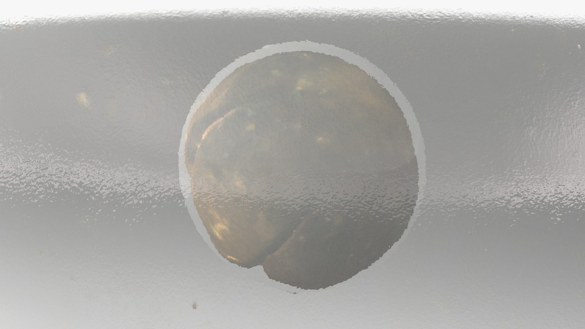 Frog Egg 3D model - TurboSquid 1719526