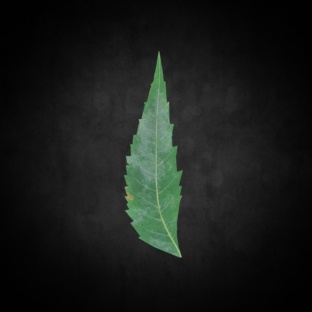 Low Poly Leaf 063 Model - TurboSquid 1852443