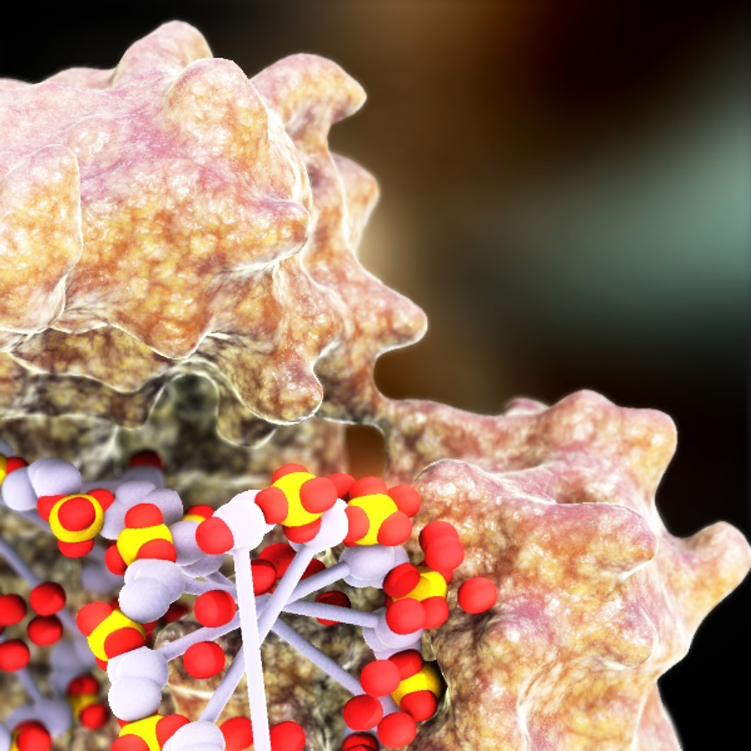 dna polymerase protein 3d max