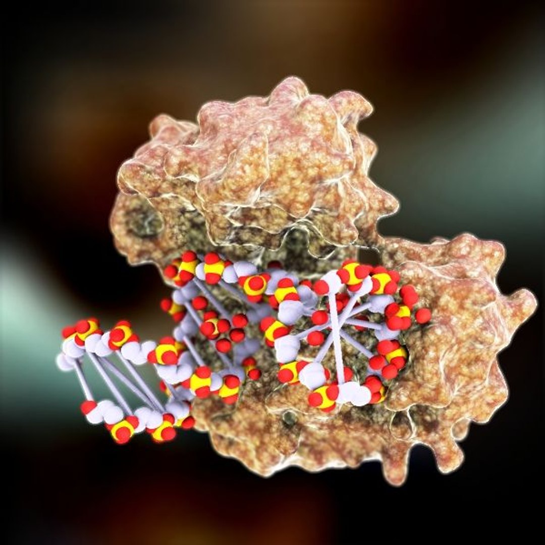 dna polymerase protein 3d max