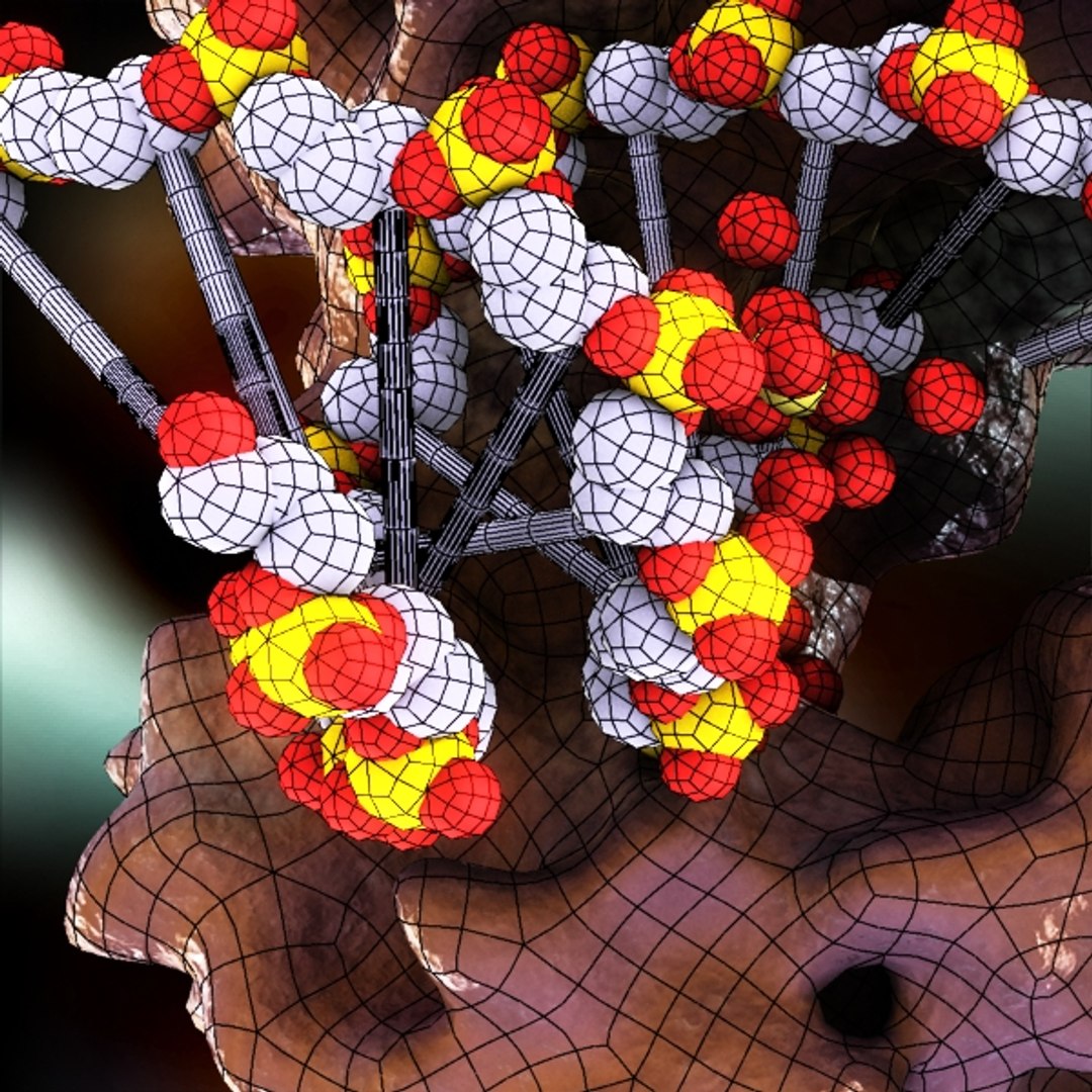 dna polymerase protein 3d max