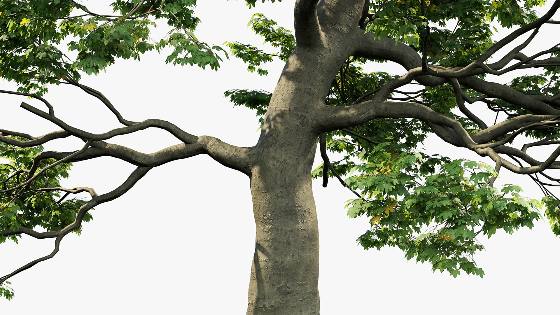 Acer Pseudoplatanus Sycamore Maple 3D Model - TurboSquid 2081006