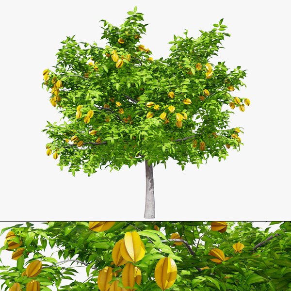 modelo 3d Modelo 3D del árbol de carambola - TurboSquid 2276943