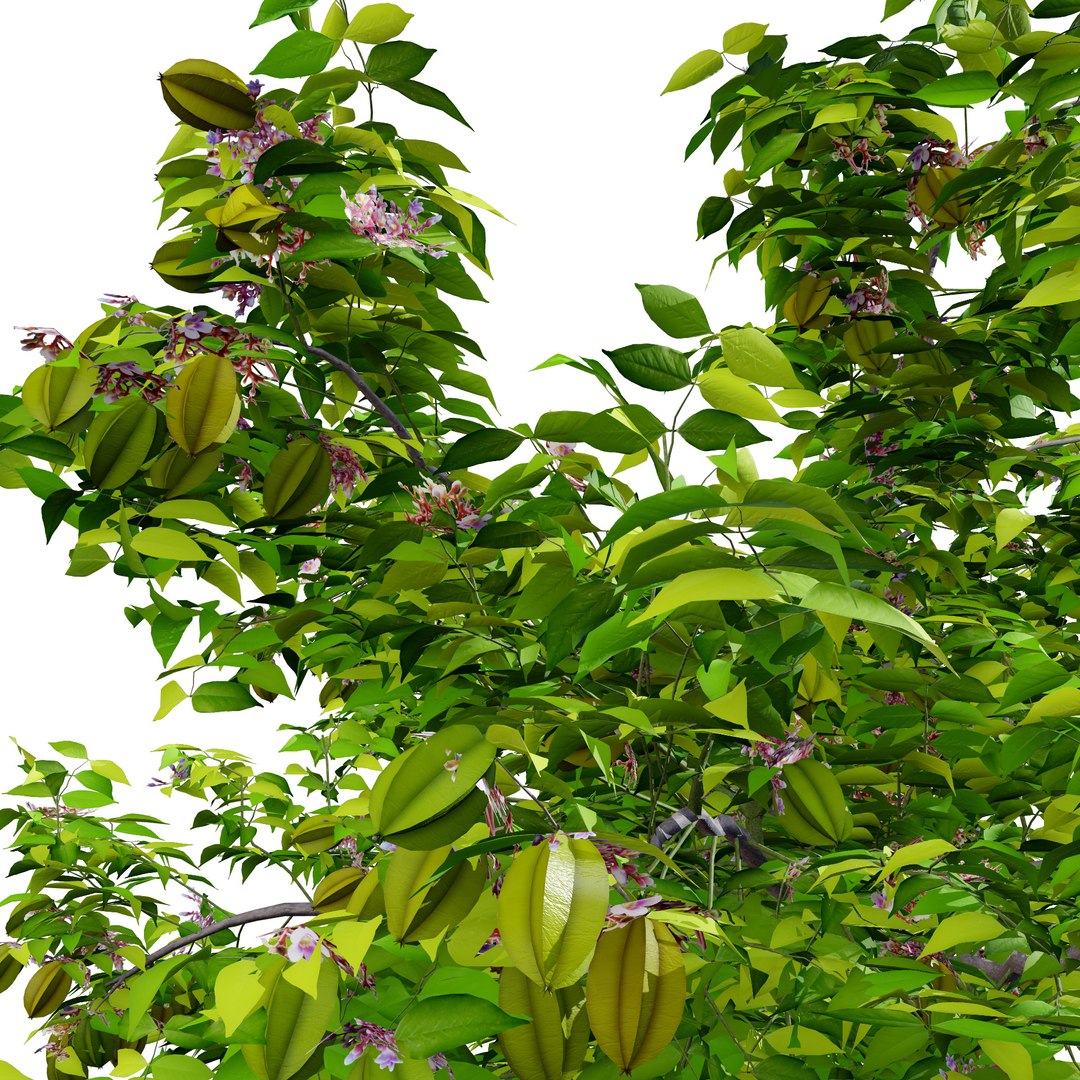 3D Model Starfruit Tree 3D Model - TurboSquid 2276943