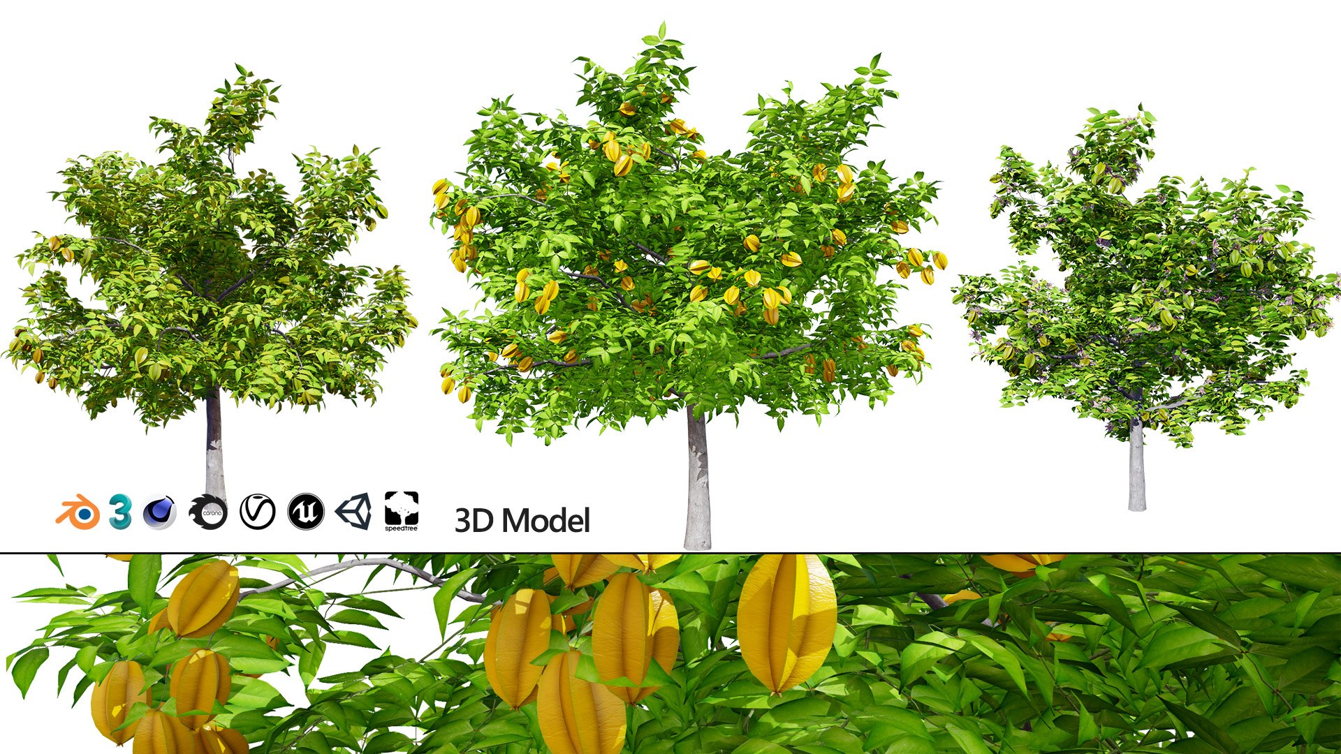 3D Model Starfruit Tree 3D Model - TurboSquid 2276943