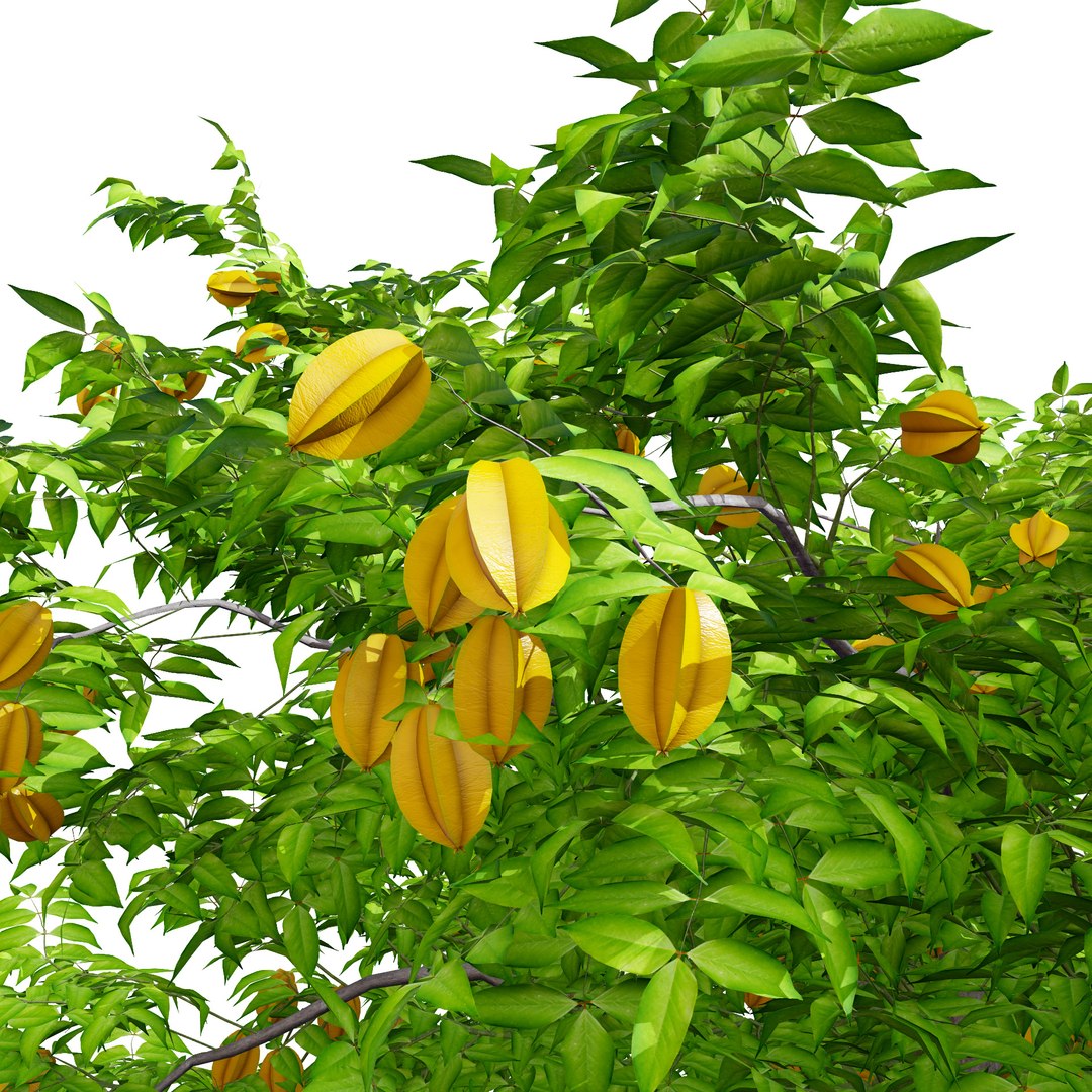 3D Model Starfruit Tree 3D Model - TurboSquid 2276943