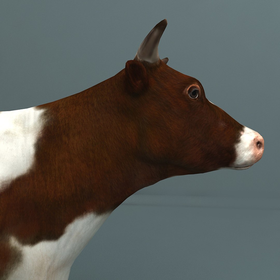 Cow C4d