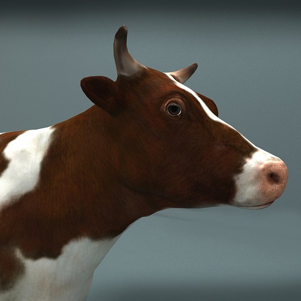 Cow Cinema 4D Models for Download | TurboSquid