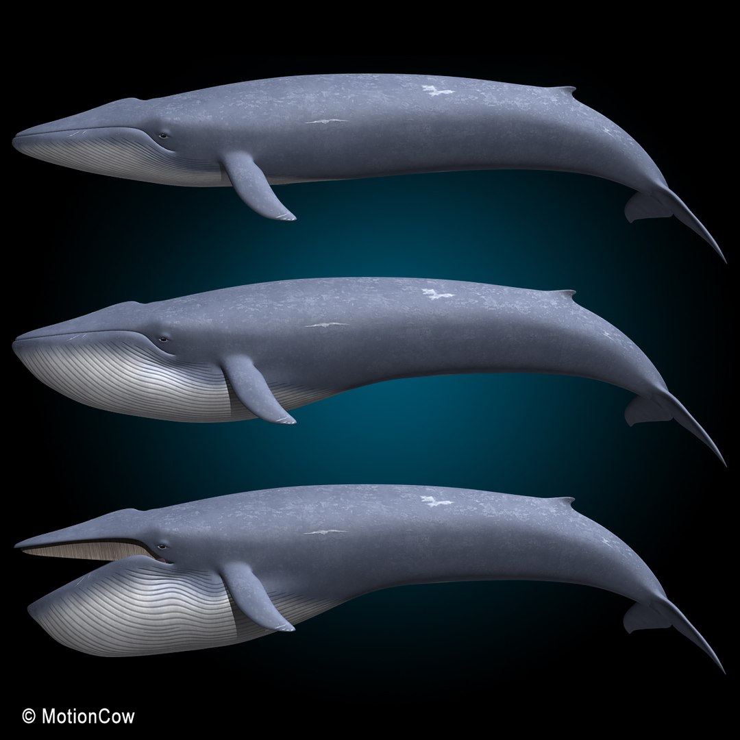 Blue Animation 3d Max