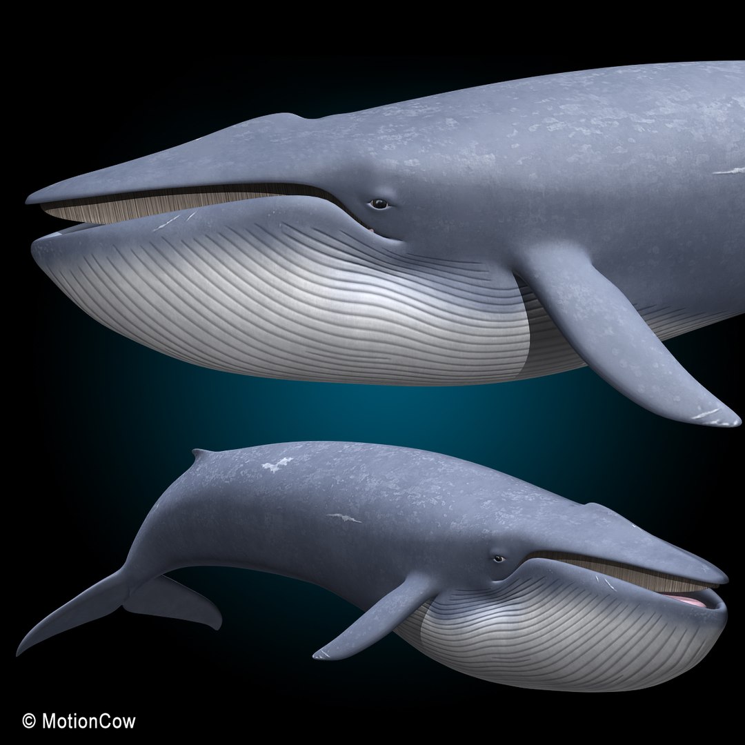 Blue Animation 3d Max
