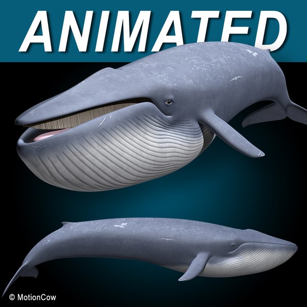 3d model whale shark