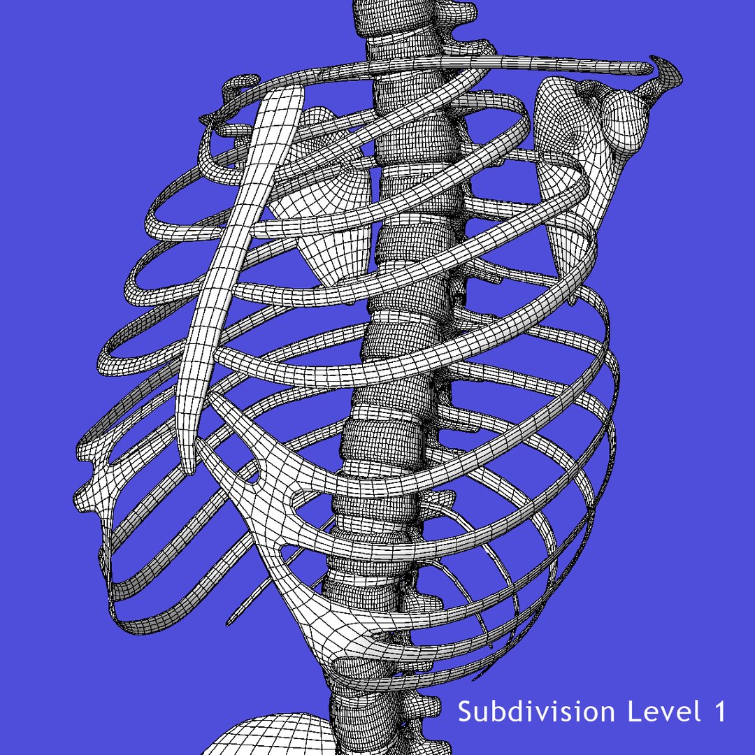 3d Skeleton Torso Rigged