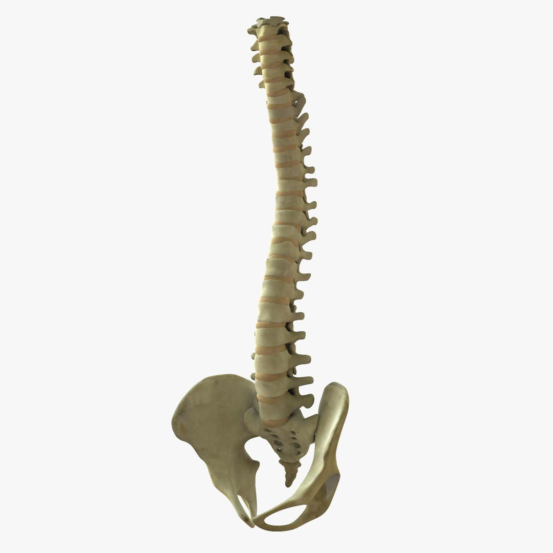 3d Skeleton Torso Rigged
