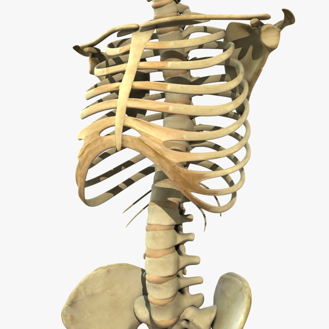 3d Skeleton Torso Rigged