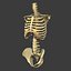 3d Skeleton Torso Rigged