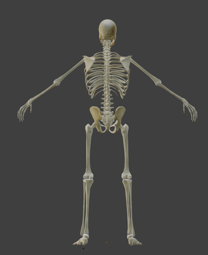 Human 3D Model - TurboSquid 1509171