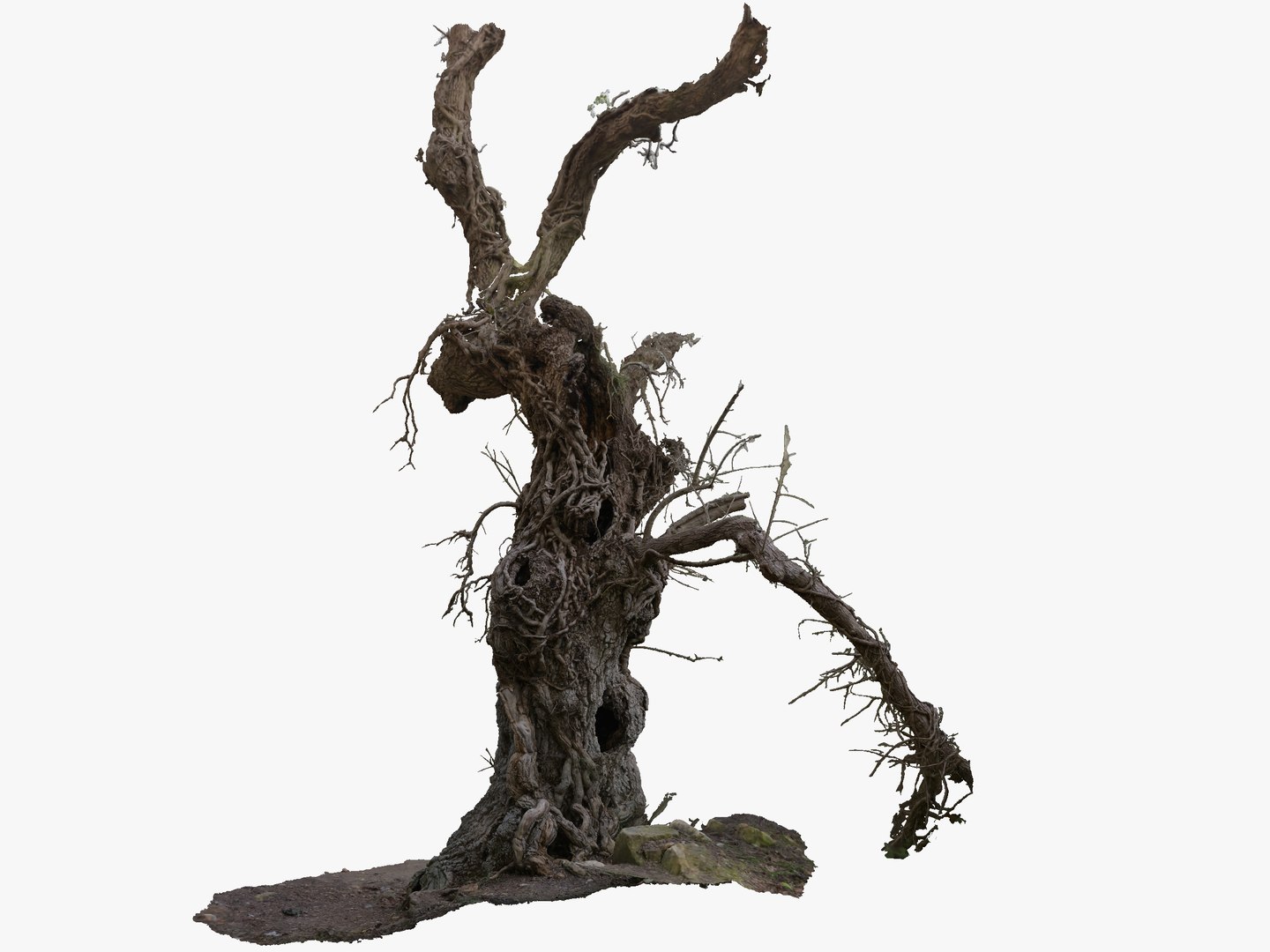 Spooky Monster Tree 3D model with Faces and Animal Siluets RAW 3D Scan ...