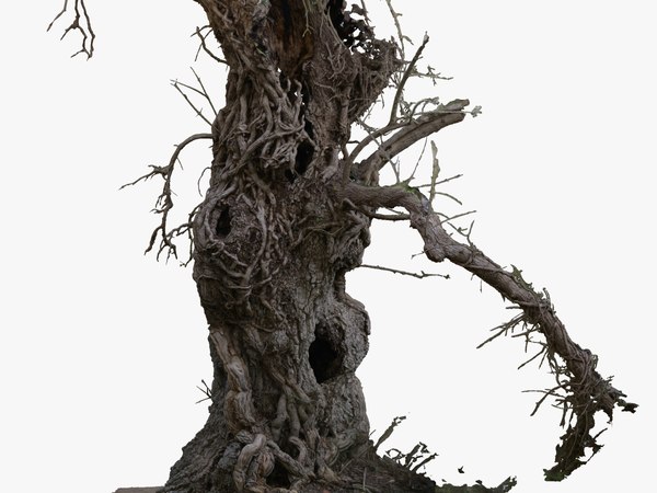 Spooky Monster Tree 3D model with Faces and Animal Siluets RAW 3D Scan ...