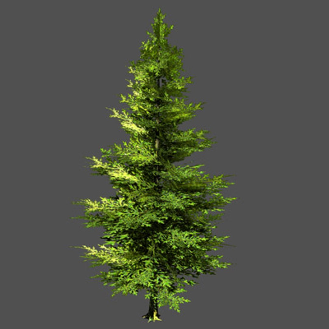 fir tree 3d model
