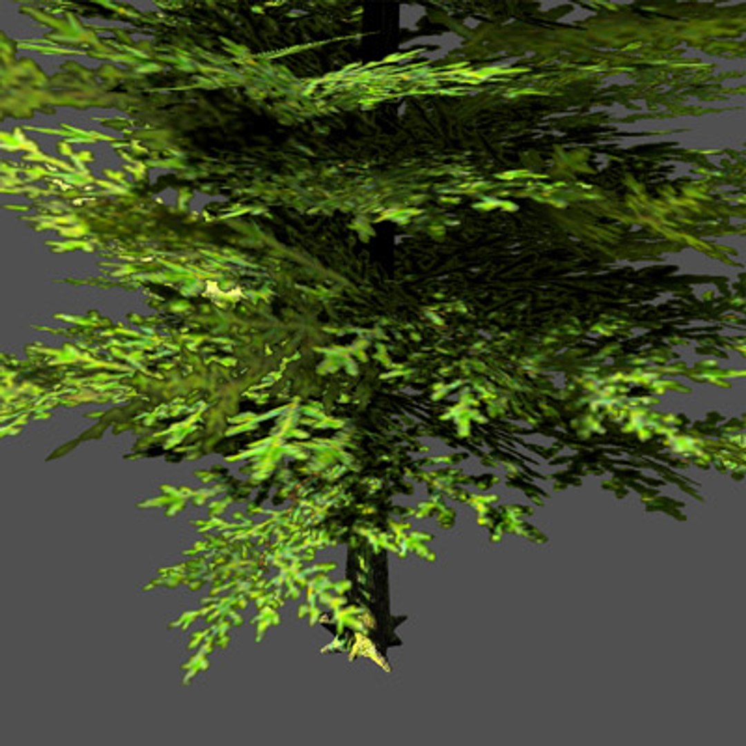 fir tree 3d model