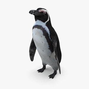 3D Penguin Models - Browse & Download Formats - TurboSquid