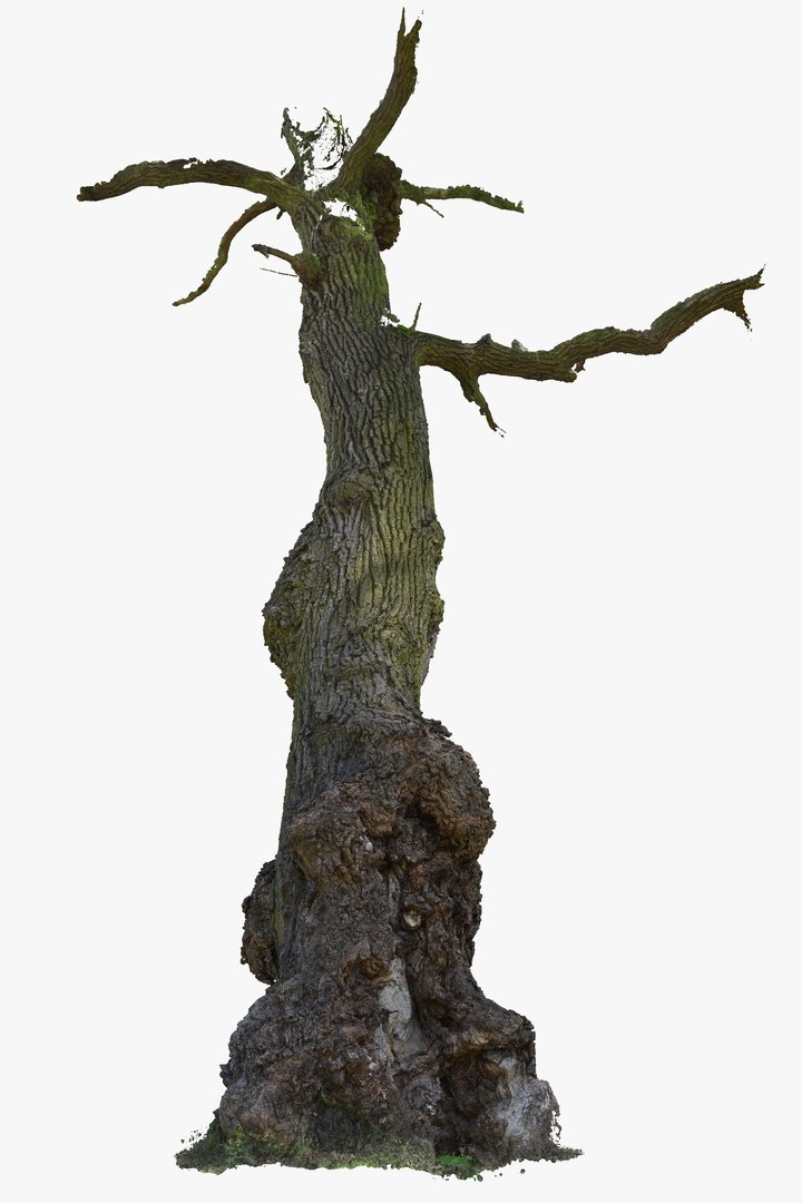 20 TREES BUNDLE of SCANS DAMAGED TREES 3D MODELS COLLECTION 3D model ...