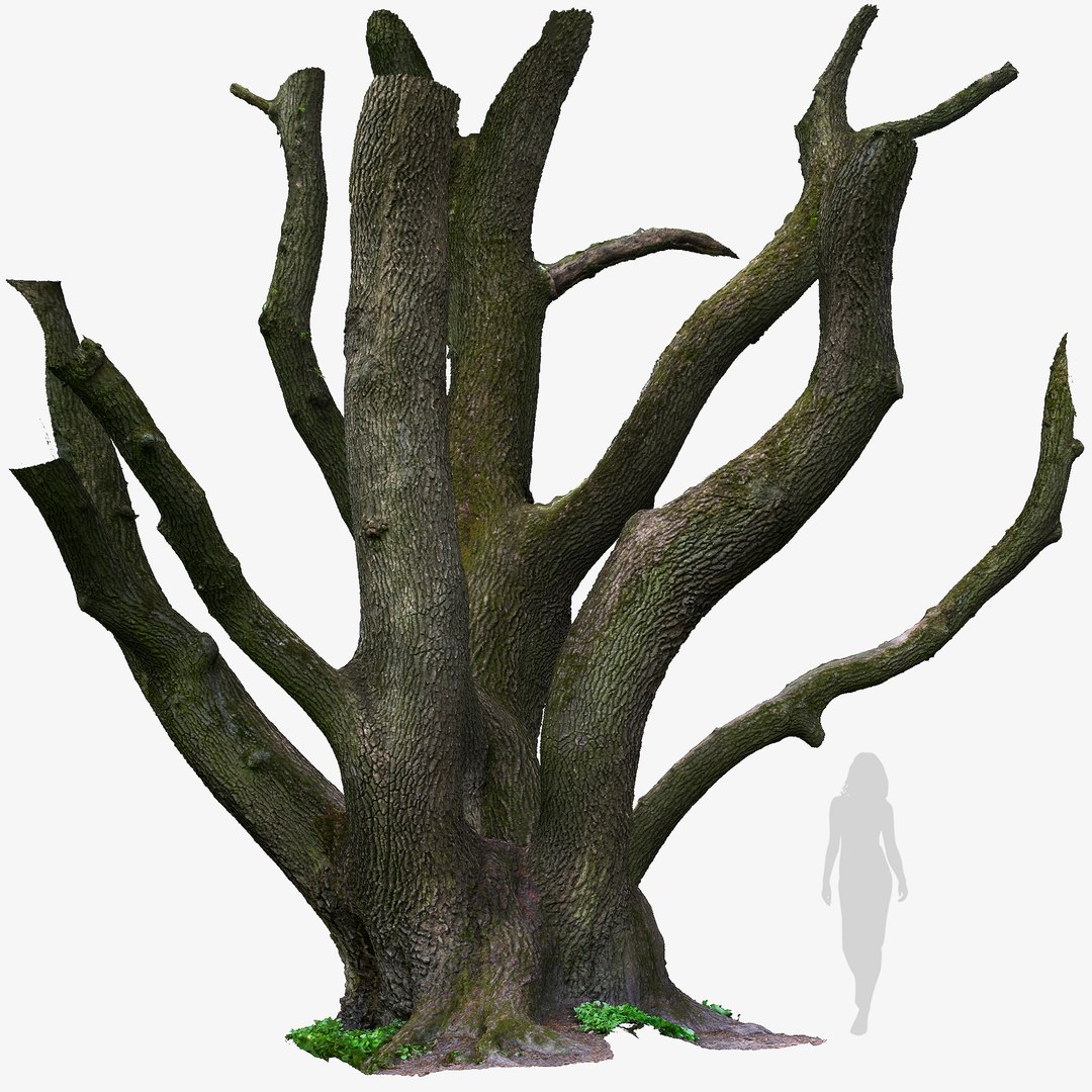 20 TREES BUNDLE of SCANS DAMAGED TREES 3D MODELS COLLECTION 3D model ...