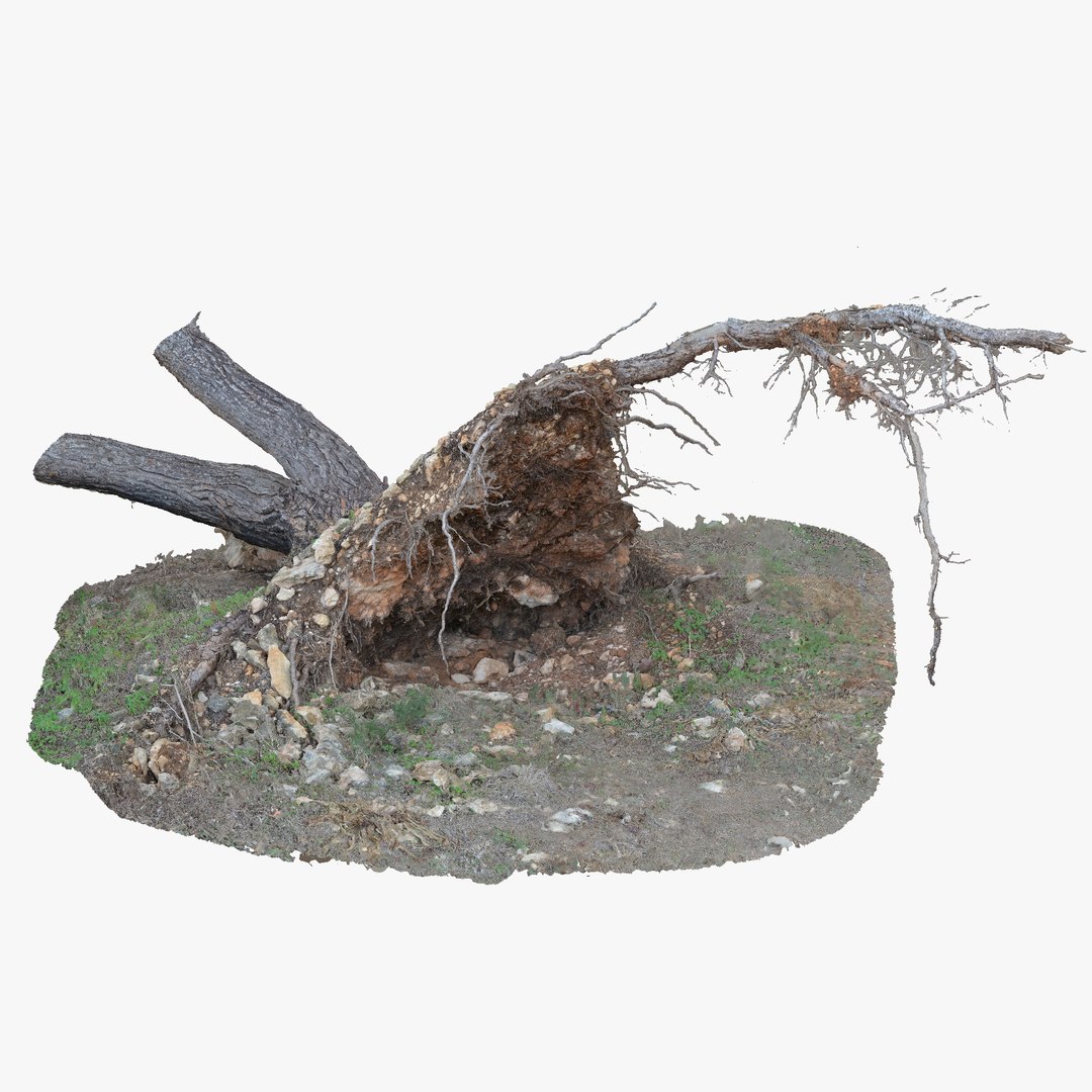 20 TREES BUNDLE of SCANS DAMAGED TREES 3D MODELS COLLECTION 3D model ...