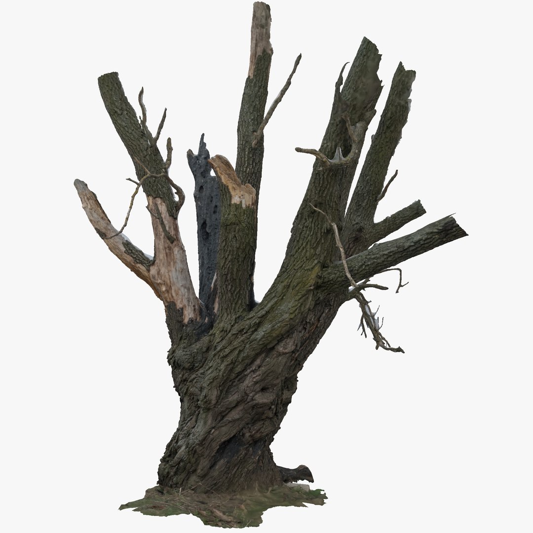 20 TREES BUNDLE of SCANS DAMAGED TREES 3D MODELS COLLECTION 3D model ...