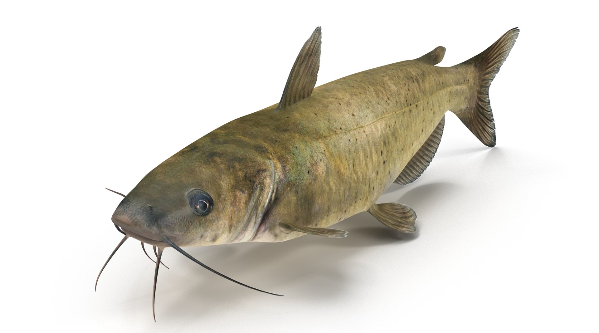 Channel Catfish 3d Obj