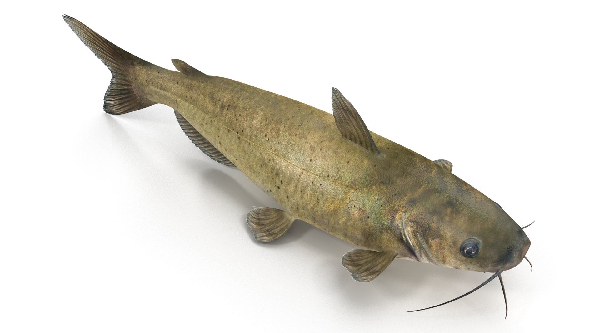 Channel Catfish 3d Obj