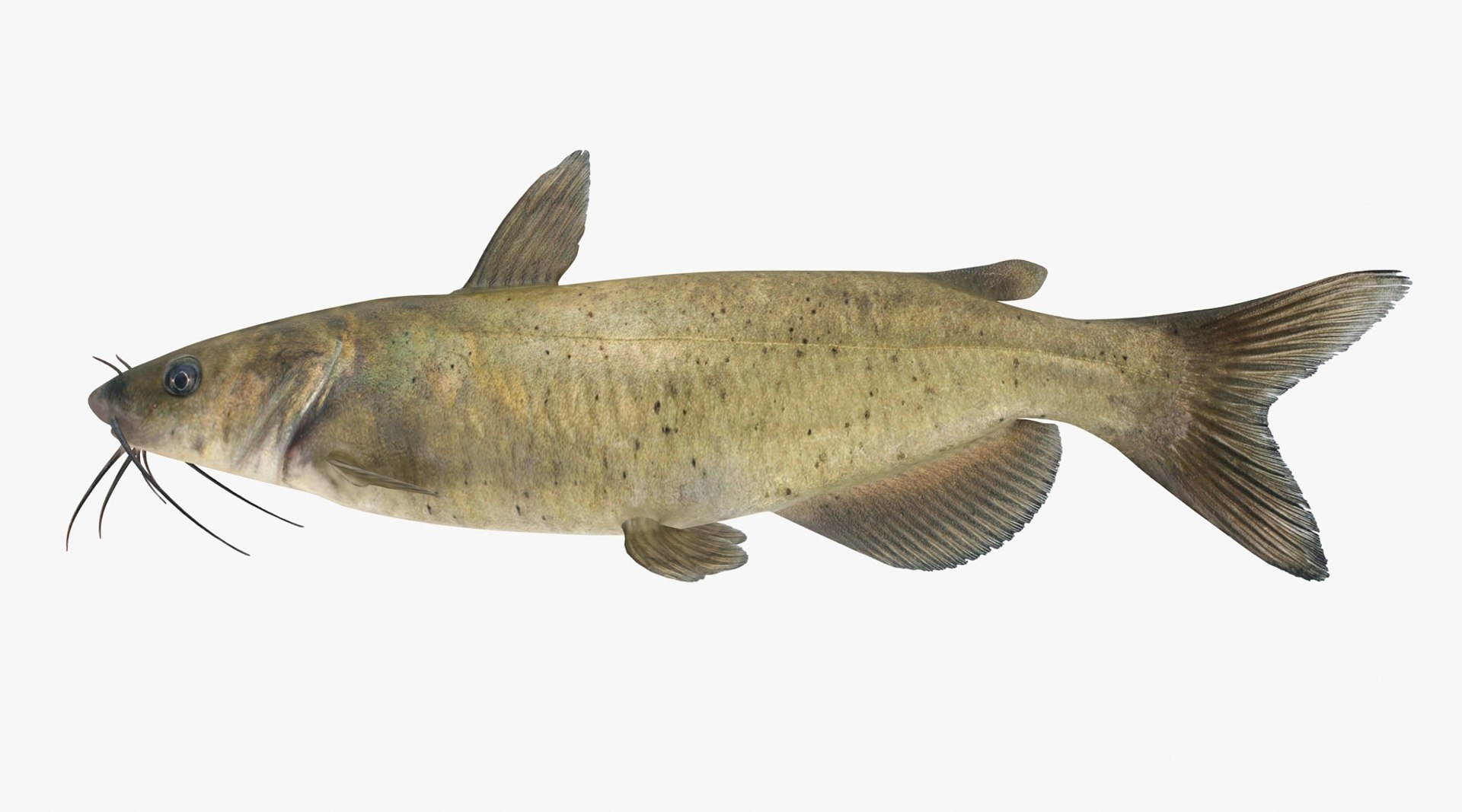 Channel Catfish 3d Obj