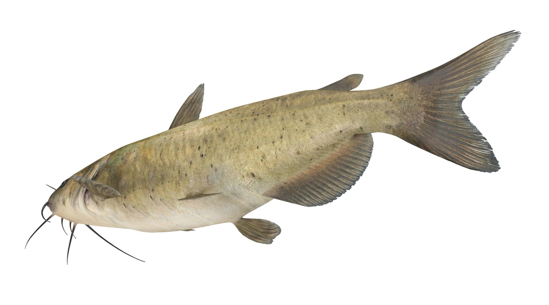 Channel Catfish 3d Obj