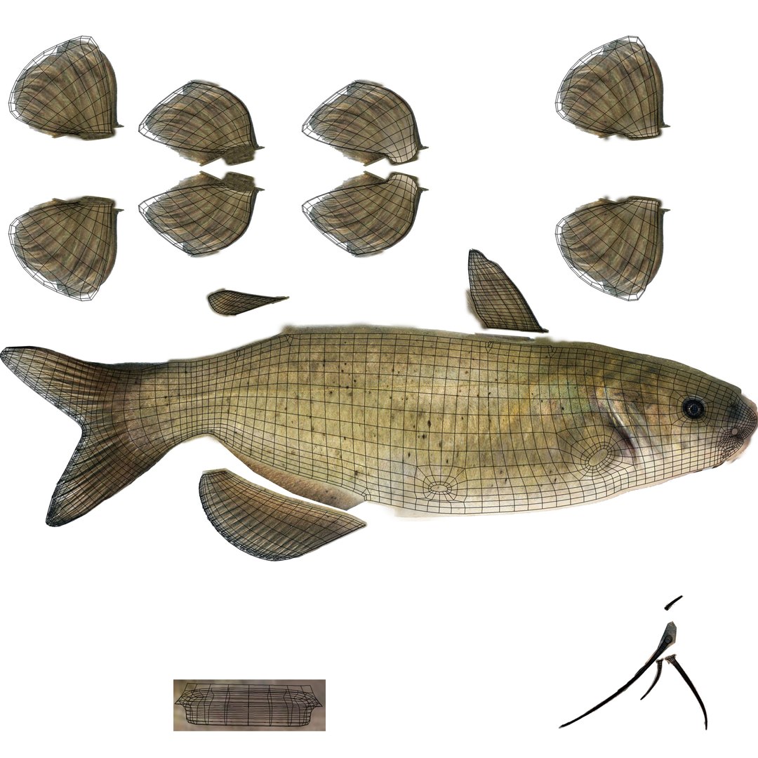 Channel Catfish 3d Obj