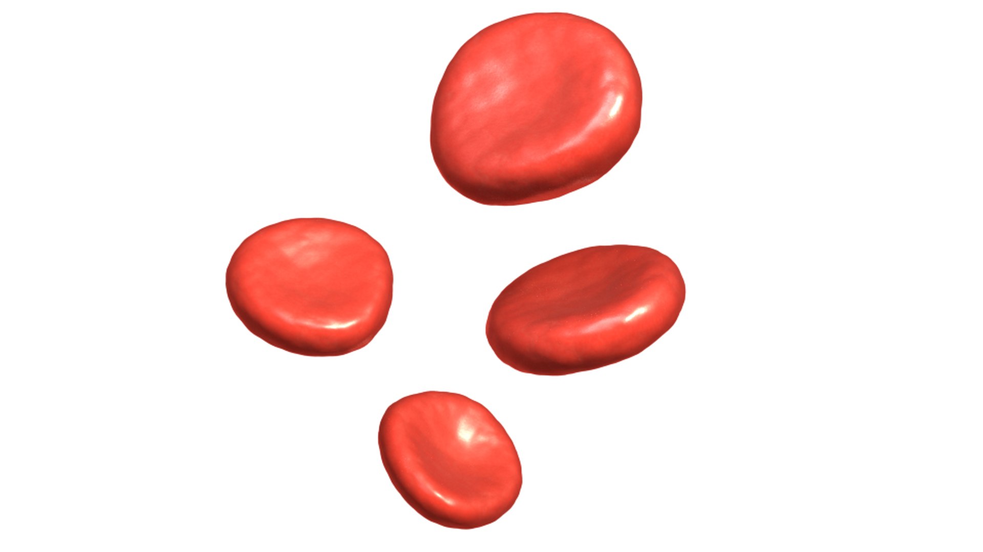 Human Red Blood Cell Max