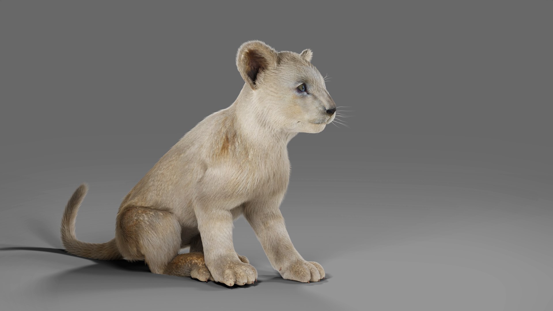 3D Fur Lion Cub Rigged And Animation - TurboSquid 2033423
