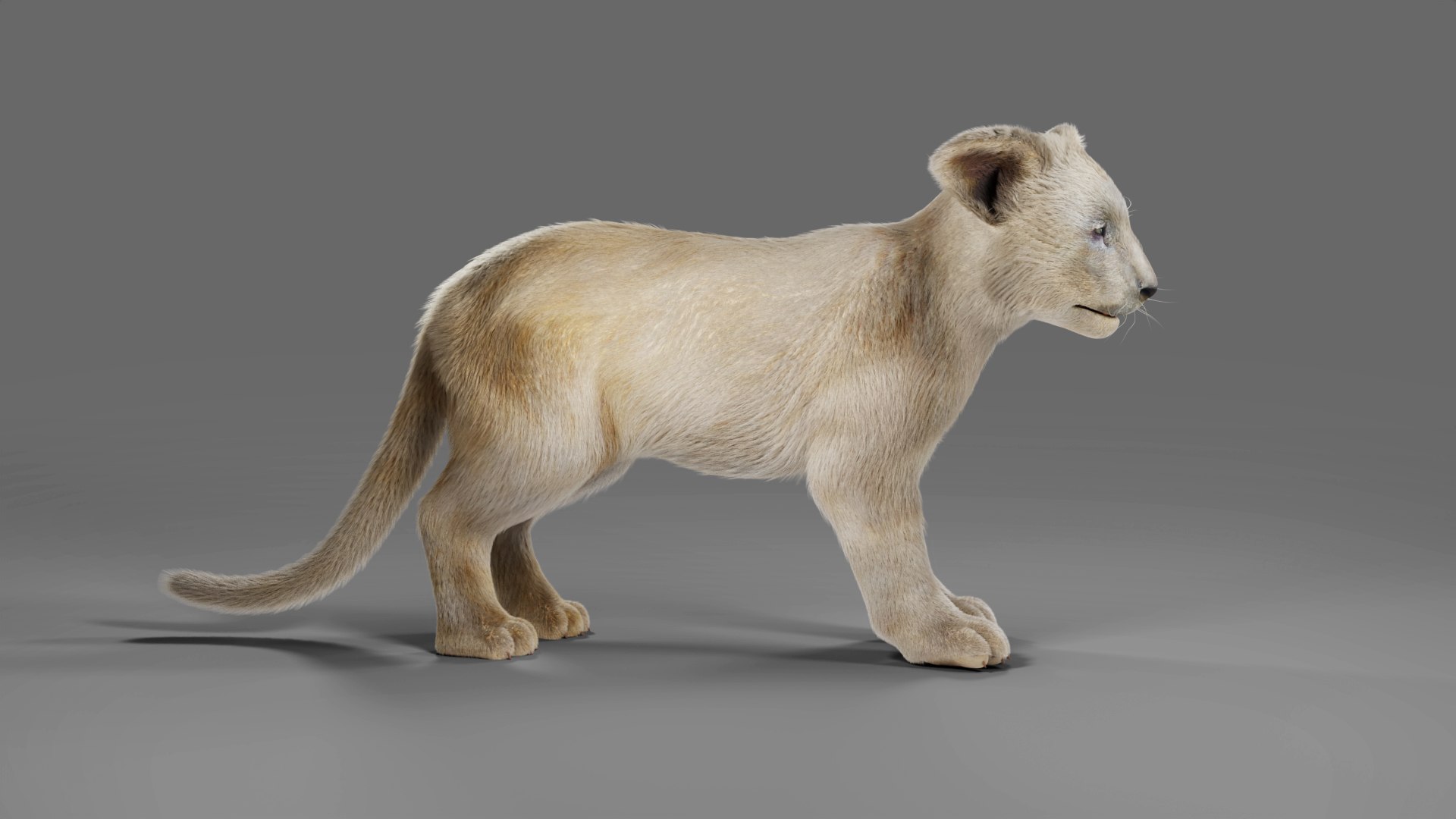 3D Fur Lion Cub Rigged And Animation - TurboSquid 2033423