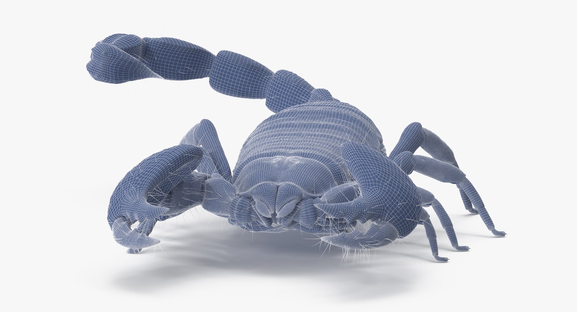 3d Scorpion